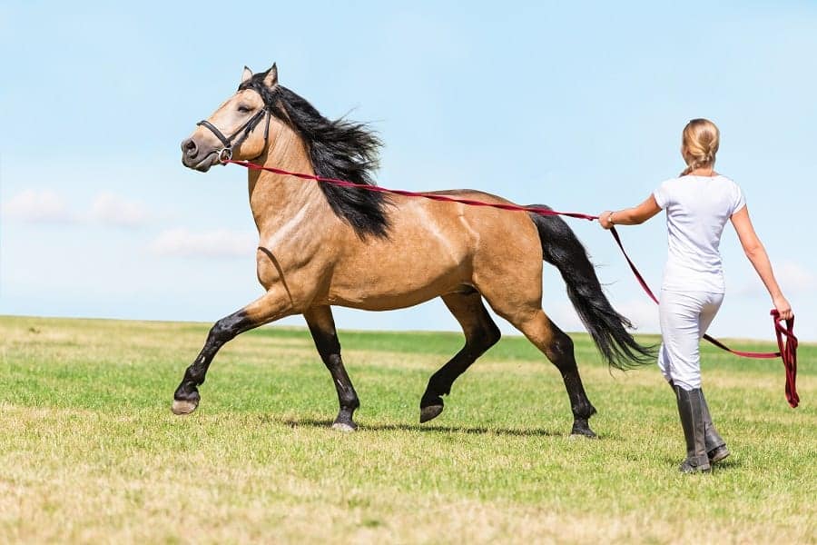 15 Horse Business Ideas - Step By Step Business