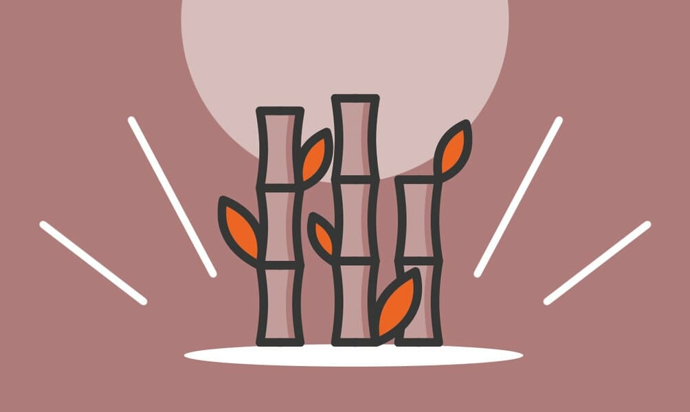 How to Start a Bamboo Farm and Make Money from It